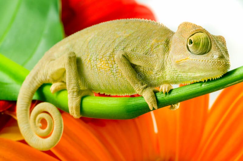Chameleon on flower. stock image. Image of herp, events - 7034541