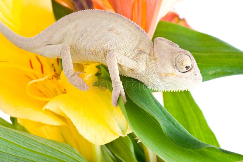 Chameleon on flower stock photo. Image of beautiful, life - 9127182
