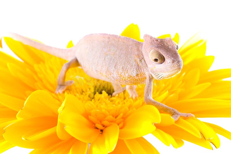 Chameleon on flower. stock photo. Image of lizard, freshness - 9889482