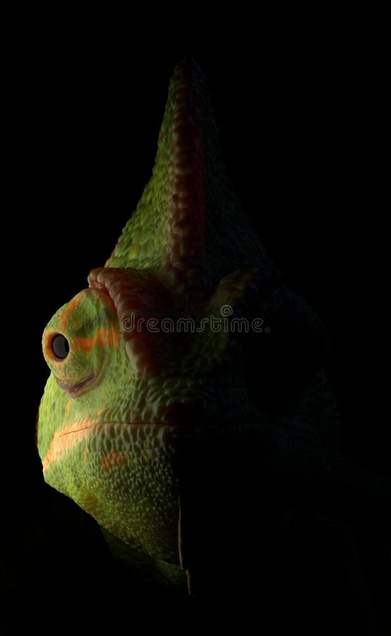 Chameleon front view stock illustration. Illustration of wildlife ...