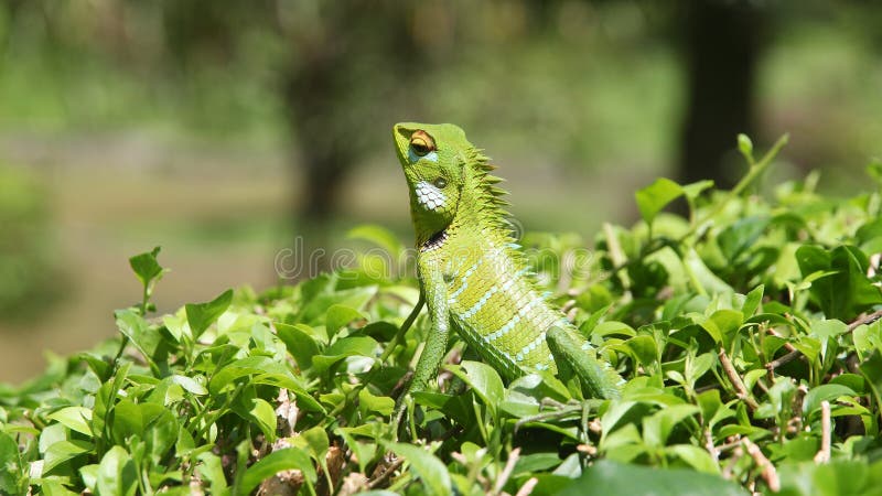 Chameleon in the Green Bush Stock Image - Image of calotes, mimetism ...