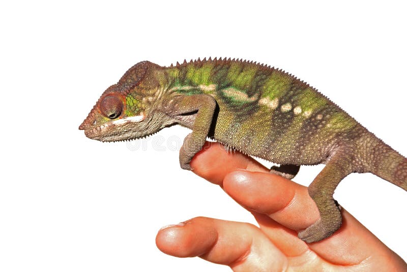 Chameleon on a hand stock photo. Image of baby, panther - 27325350