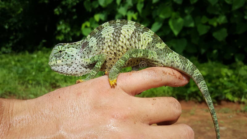 Chameleon on a hand stock photo. Image of baby, panther - 27325350