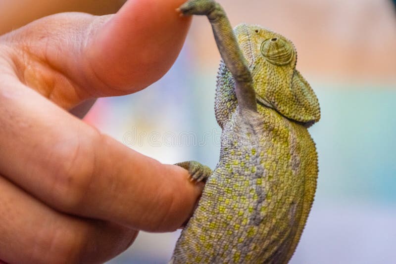 Chameleon on the hand stock image. Image of portrait - 187225419
