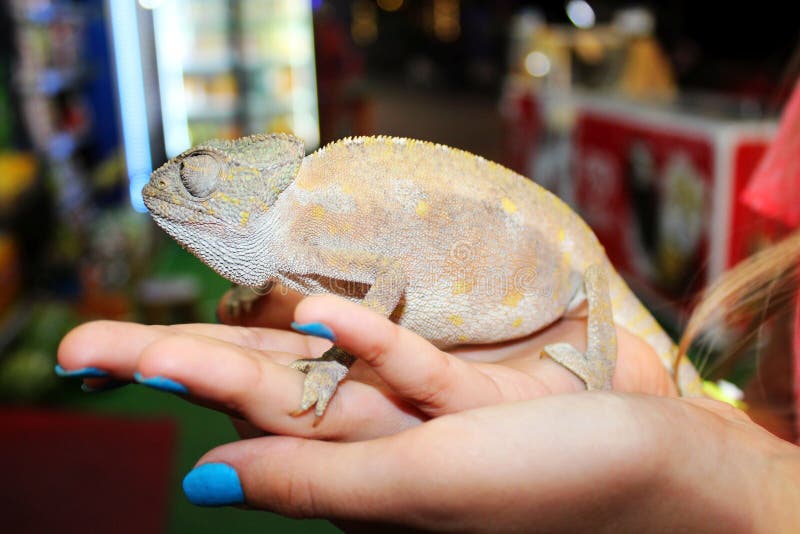 Chameleon on hand stock image. Image of little, garden - 73972449