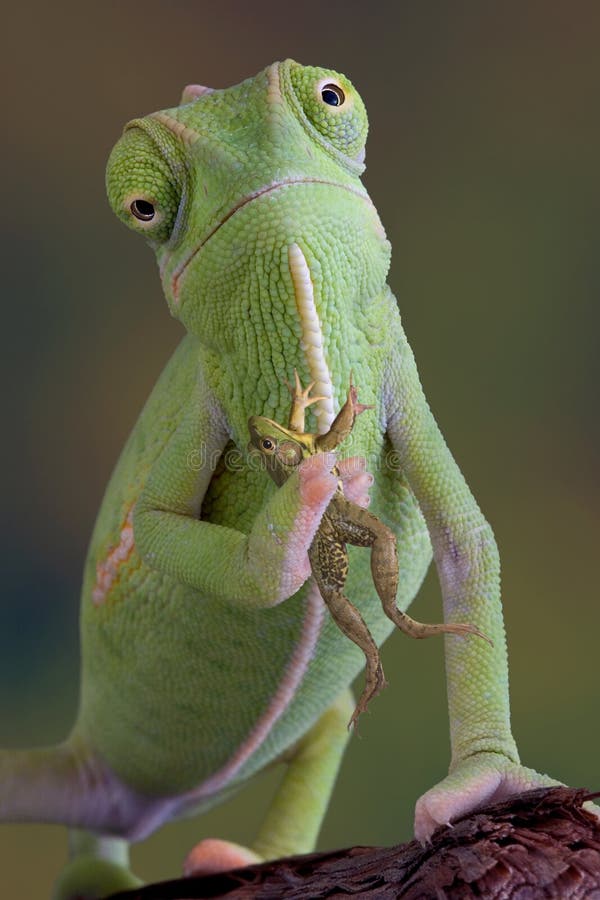 Chameleon holding frog stock photo. Image of holding, eyes - 4533476