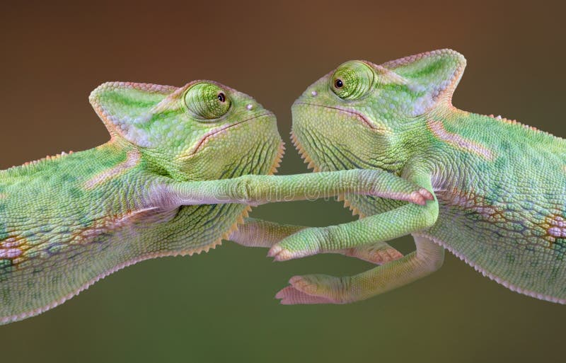 Chameleon hug stock photo. Image of love, lizard, changing - 5145714