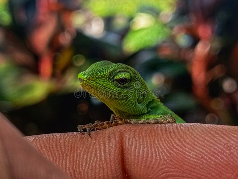 Chameleon on the Human Finger at Noon Stock Photo - Image of detail ...