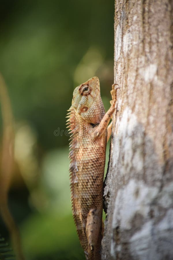 Chameleon Image| Chameleon Pictures | Chameleon Photos | Stock Photo ...