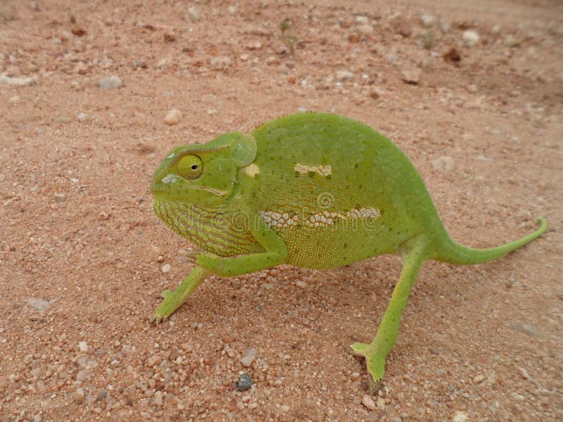 Chameleon Lifting Foot in Anger Stock Image - Image of insect, lifting ...