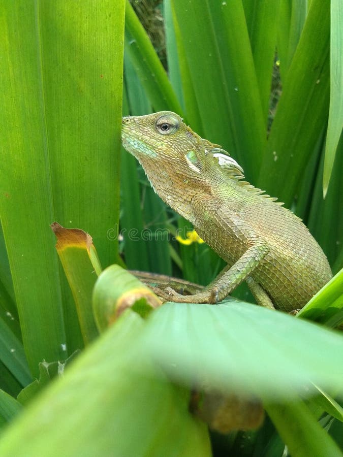 Chameleon looking down stock photo. Image of creature - 4641792