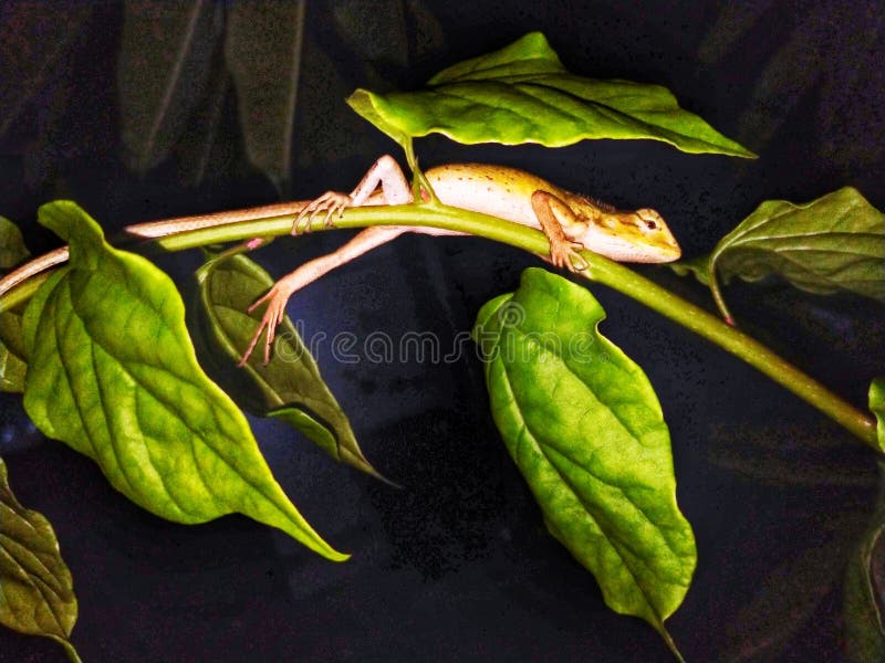 Chameleon looking down stock photo. Image of creature - 4641792