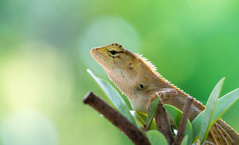 Chameleon on the tree stock photo. Image of outdoor - 102316496
