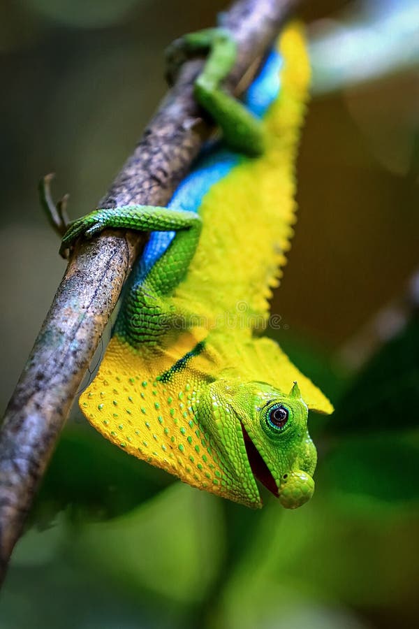 Chameleon in a Natural Environment in the Forest Stock Image - Image of ...