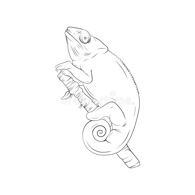 Chameleon Outline Drawing Vector,chameleon in a Sketch Style, Chameleon ...