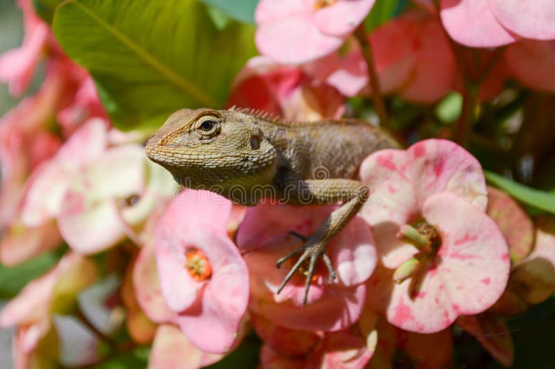 Chameleon on Pink Flower in Garden Stock Image - Image of natural ...