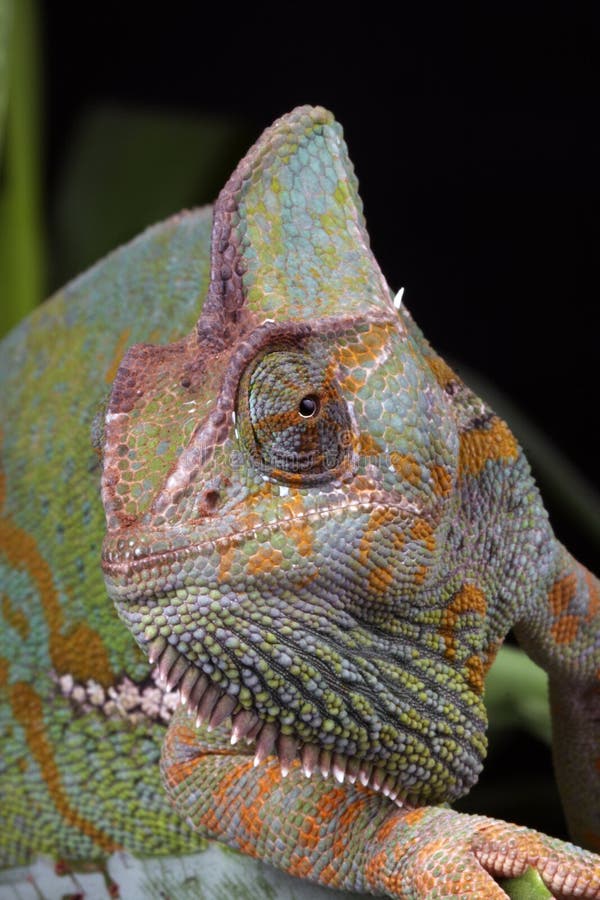 Chameleon Portrait Picture. Image: 10884864