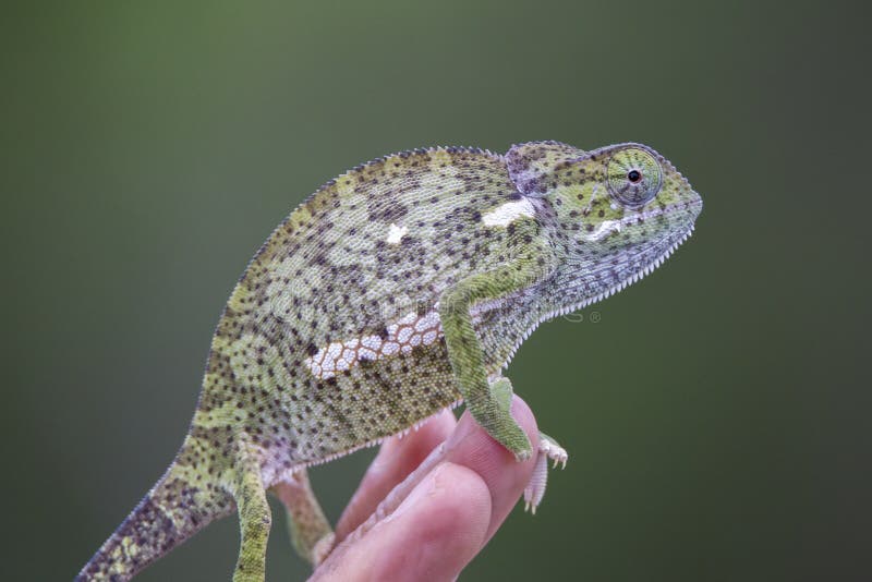 Chameleon Portrait stock image. Image of details, exotic - 25196265