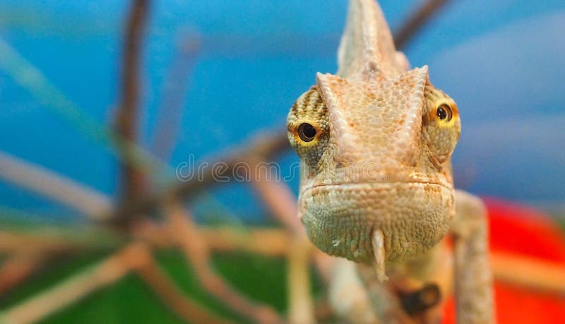 Chameleon portrait stock image. Image of color, portrait - 65353251