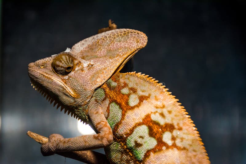 Chameleon portrait stock image. Image of color, lizard - 86289065