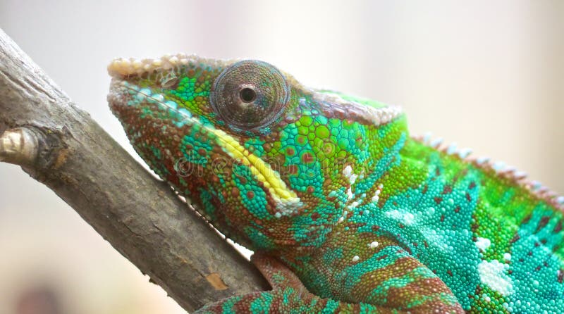 Chameleon Portrait 1 stock image. Image of madagascar - 39166525