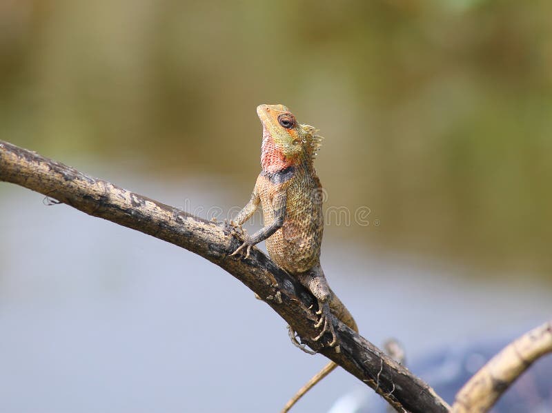 Chameleon red throat stock image. Image of lizard, throat - 46837041