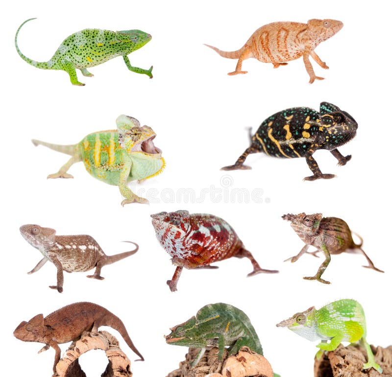 Chameleons Collage Stock Photos - Free & Royalty-Free Stock Photos from ...