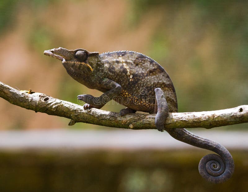 Chameleon Sitting on a Branch. Madagascar. Close-up. Stock Photo ...