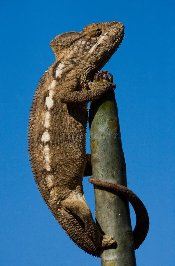 Chameleon Sitting on a Branch. Madagascar. Close-up. Stock Image ...