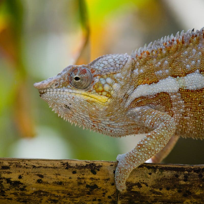 Chameleon Sitting on a Branch. Madagascar. Close-up. Stock Image ...