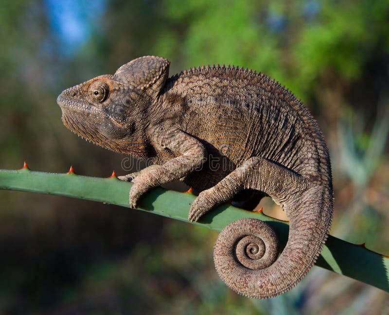 Chameleon Sitting on a Branch. Madagascar. Close-up. Stock Photo ...