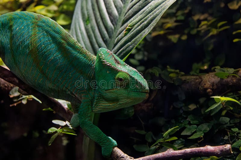 A Chameleon is Sitting on a Brench Stock Image - Image of chameleon ...