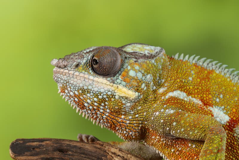 Chameleon - Studio Captured Image - Macro Photography Stock Photo ...