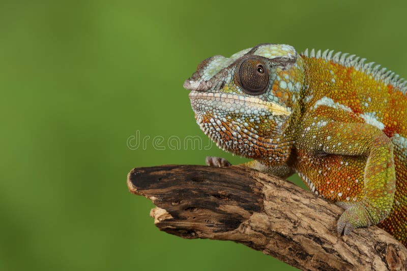 Chameleon - Studio Captured Image - Macro Photography Stock Photo ...