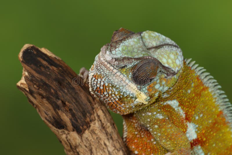 Chameleon - Studio Captured Image - Macro Photography Stock Image ...