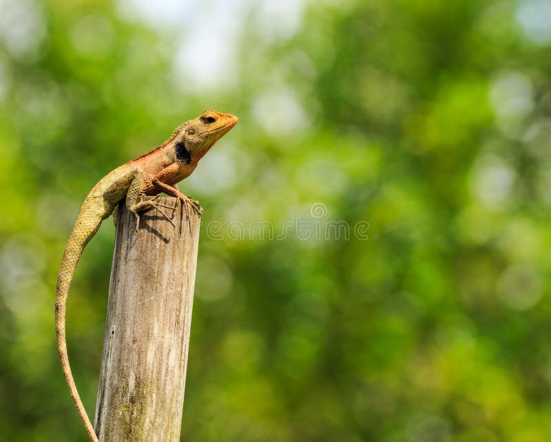 Chameleon swagger stock image. Image of animal, stares - 58734381