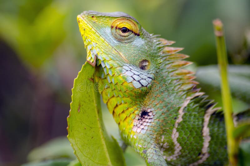 Chameleon and Tea in Sri Lanka Stock Photo - Image of chameleon ...