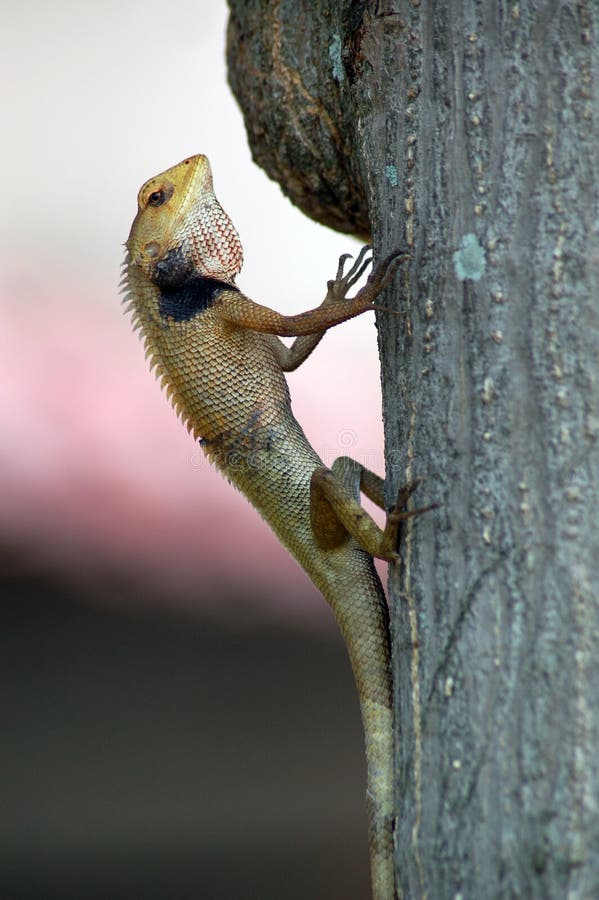 Chameleon on tree stock image. Image of vertebrate, wildlife - 23755633