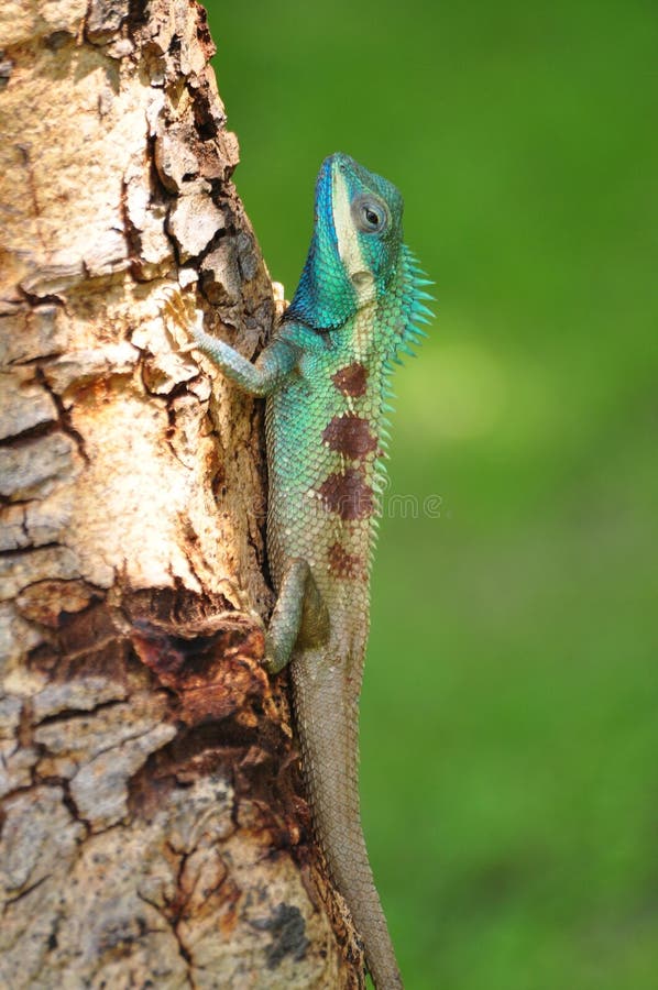 Chameleon stock image. Image of zoom, chameleon, tree - 44557851