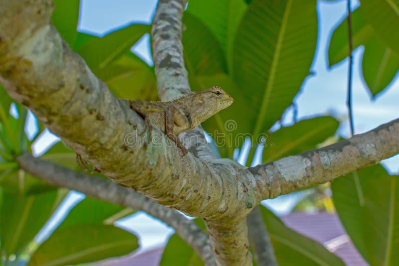 Chameleon on the tree stock photo. Image of color, wildlife - 95373570