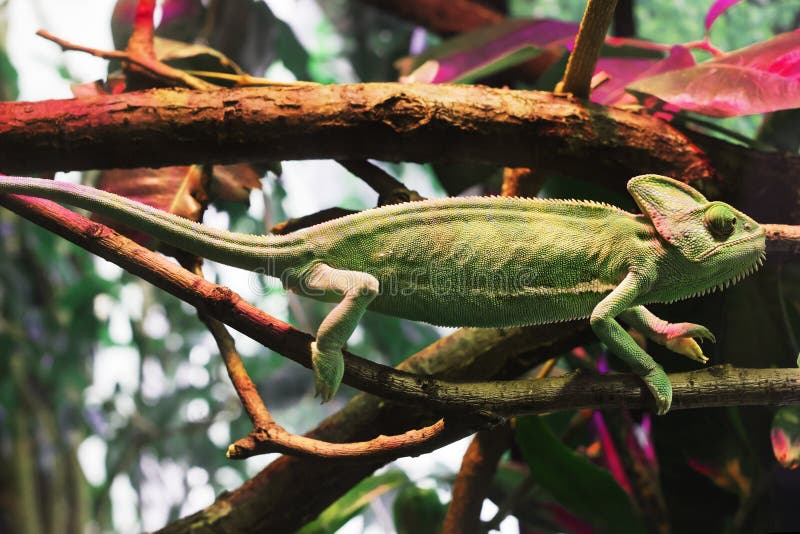 Chameleon on the tree stock photo. Image of nature, green - 223403760