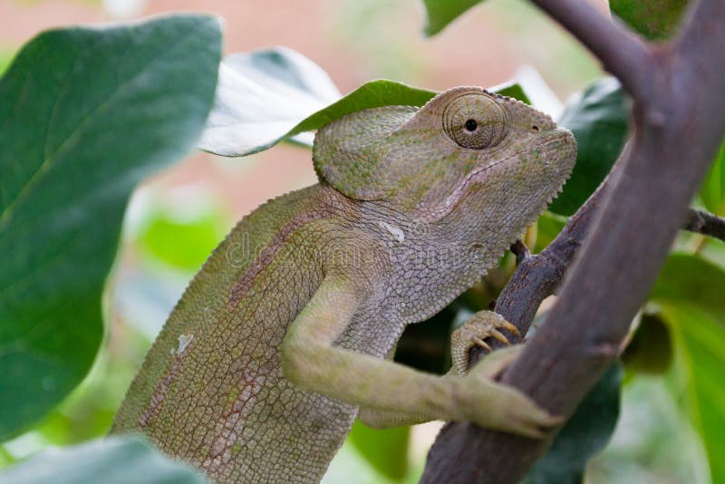 Chameleon on a tree #1 stock photo. Image of tree, chameleon - 75971502