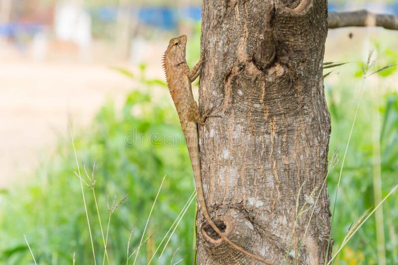 Chameleon on tree stock image. Image of wildlife, reptile - 54382499