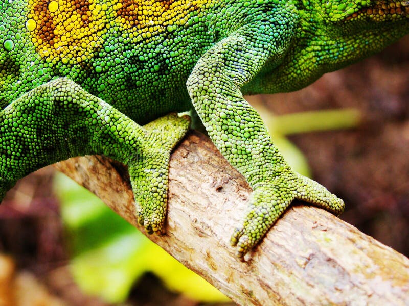 Chameleon in a tree stock photo. Image of iguana, tree - 97036976