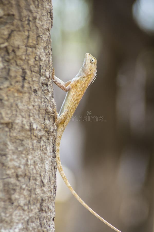 Chameleon in Vertical Direction Stock Image - Image of direction, tree ...