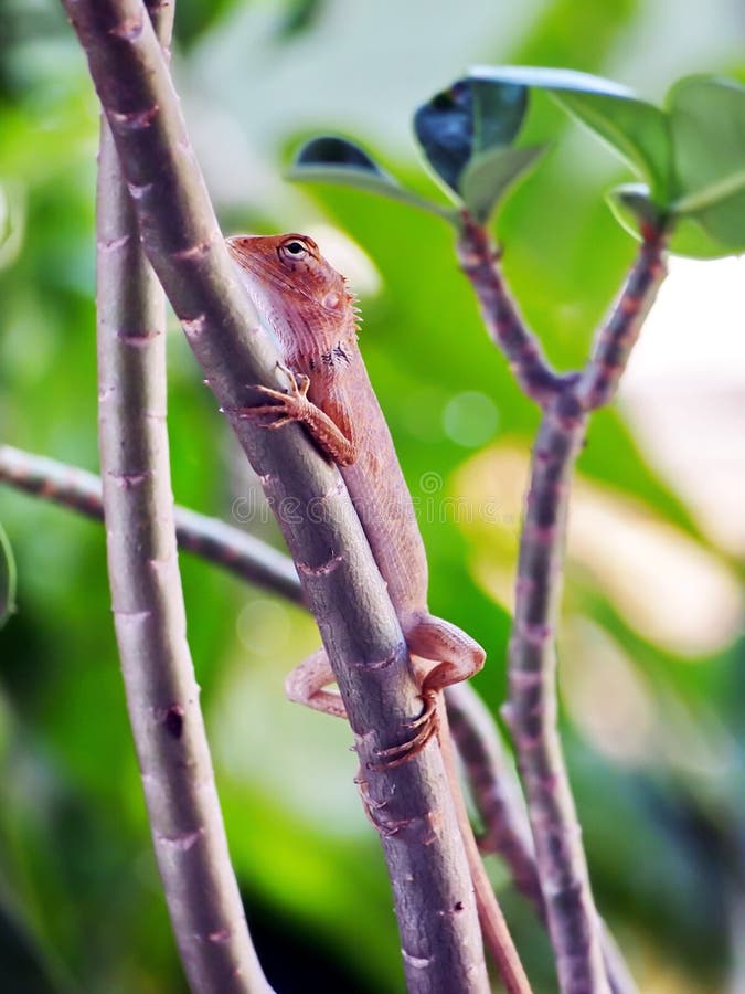 Chameleon stock photo. Image of tree, chameleon, fauna - 39033316