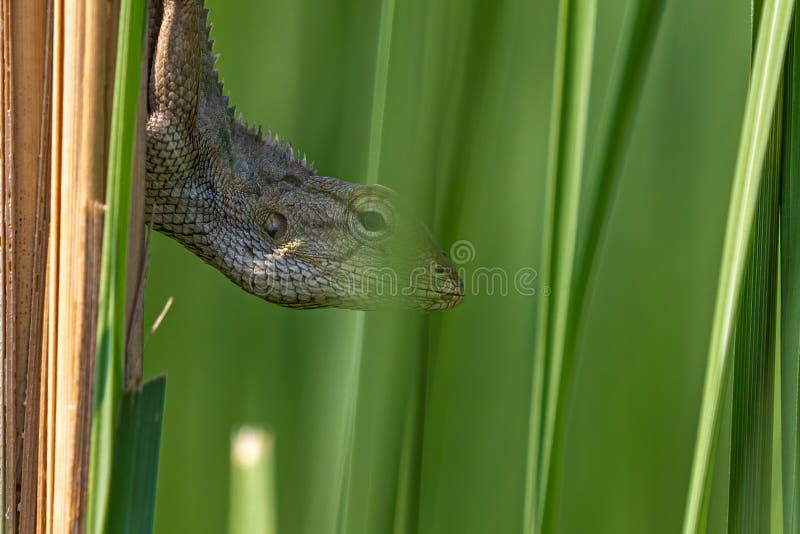 Hidden Chameleon in Grass in Field Stock Photo - Image of nature ...
