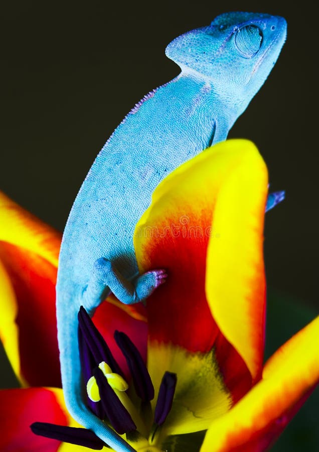 Chameleon on the tulip stock image. Image of colorful - 4585261