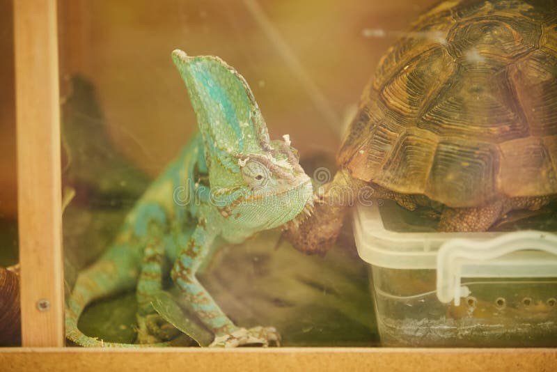 Chameleon and Turtle in the Zoo Behind Glass Stock Photo - Image of ...