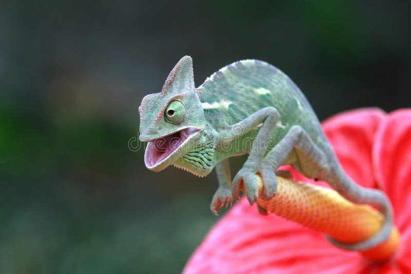 Chameleon Veiled Catching Insect, Animal Closeup Stock Photo - Image of ...